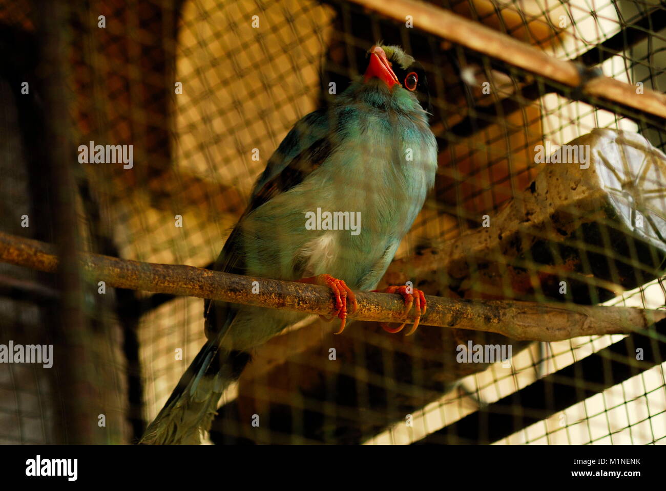 Endemic red back species hi-res stock photography and images - Alamy