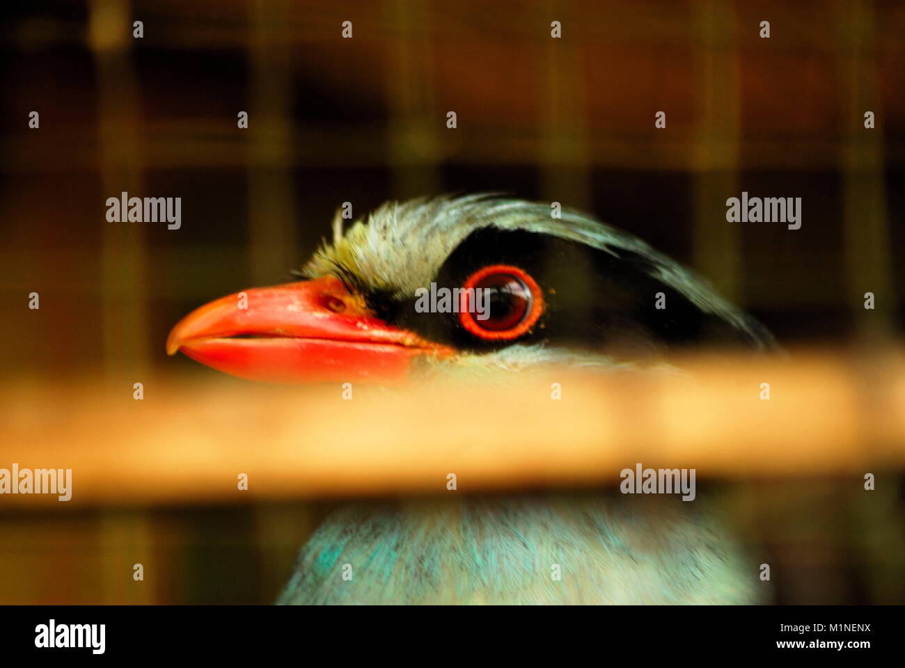Aves ordo hi-res stock photography and images - Alamy