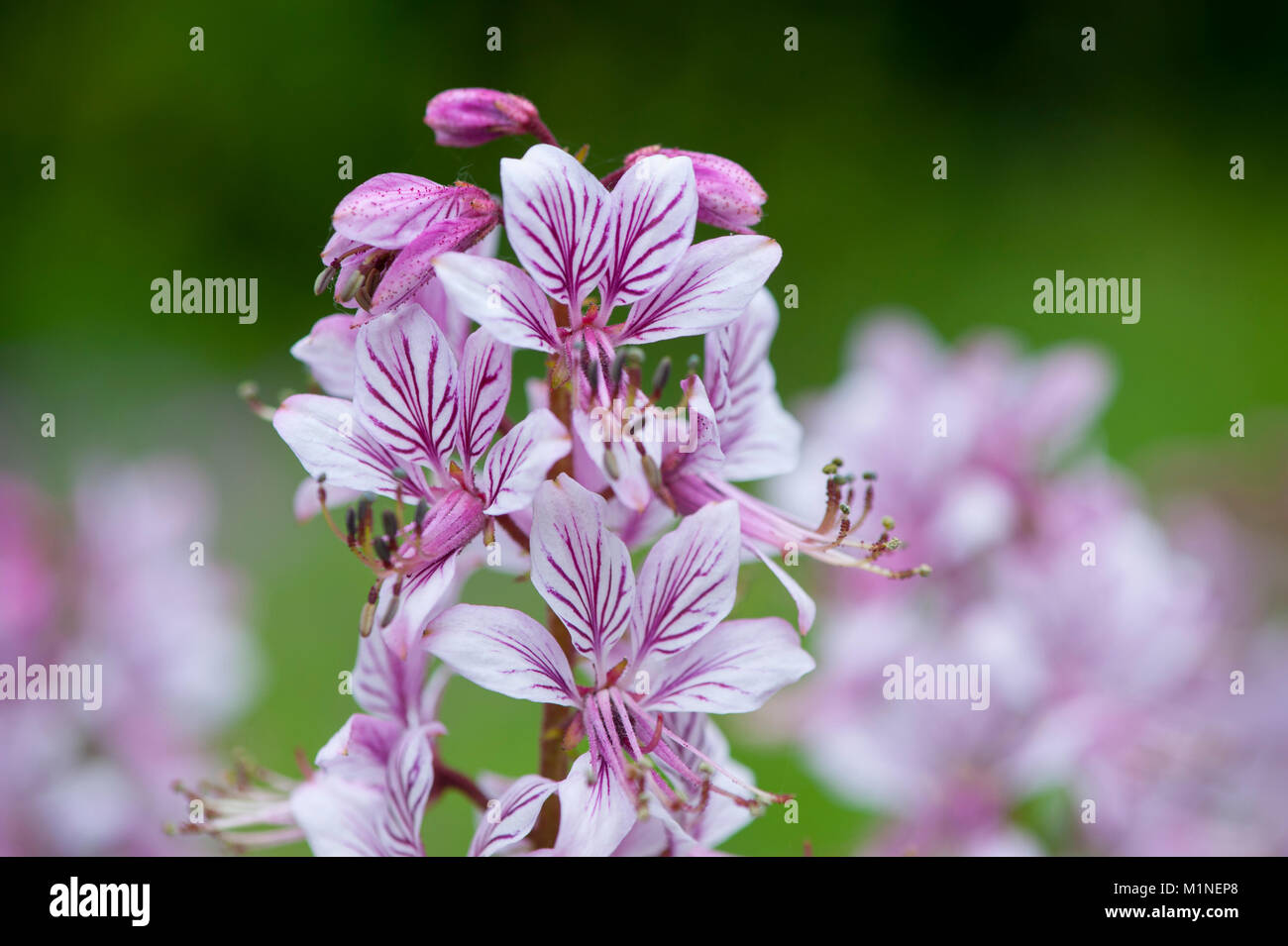 Dictamnus albus,Diptam,Gas Plant Stock Photo - Alamy