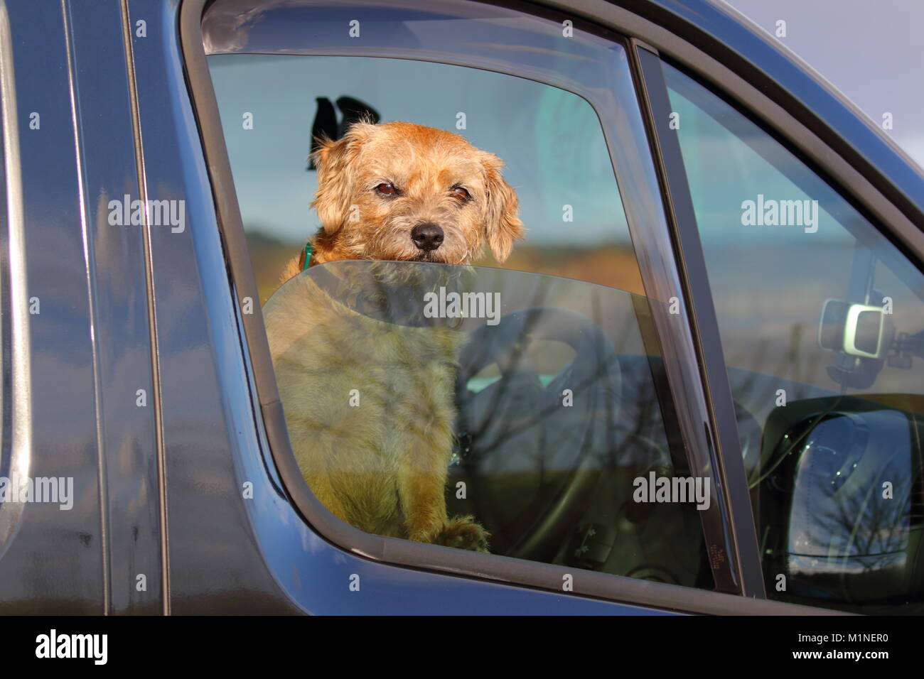 Animals in vehicles hi-res stock photography and images - Alamy