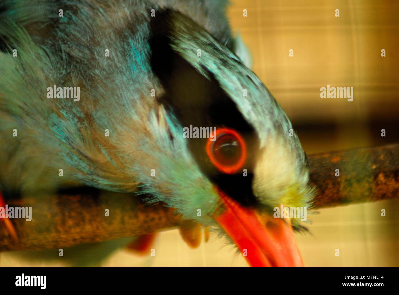 Short tailed green magpie hi-res stock photography and images - Alamy