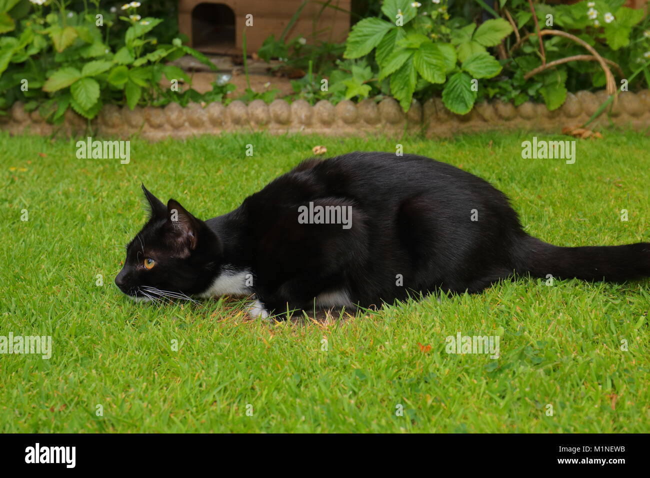 Pet cat pouncing hi-res stock photography and images - Alamy
