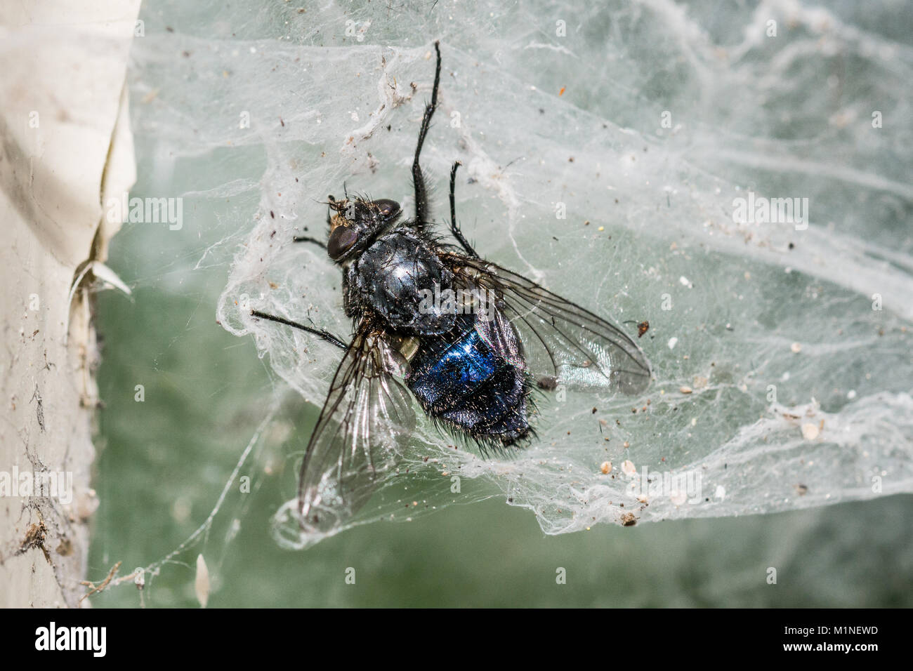 Blue bottle fly hi-res stock photography and images - Alamy