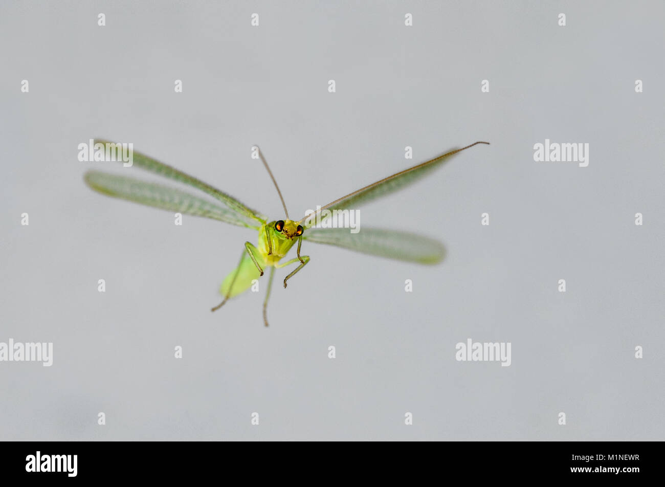Close-up of mayfly in flight. Amazing green winged insect with ...