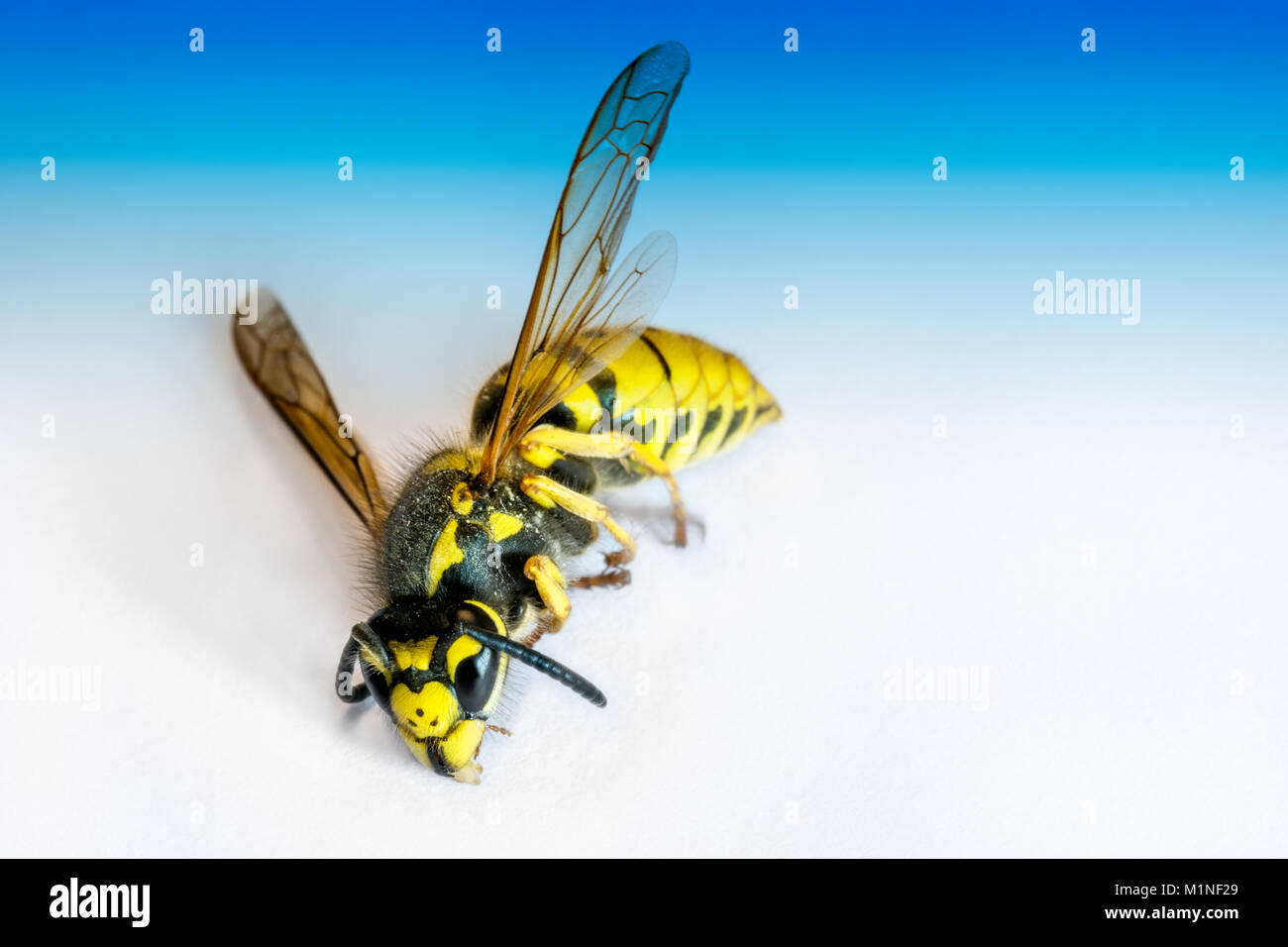 Wasp sting dangerous hi-res stock photography and images - Alamy