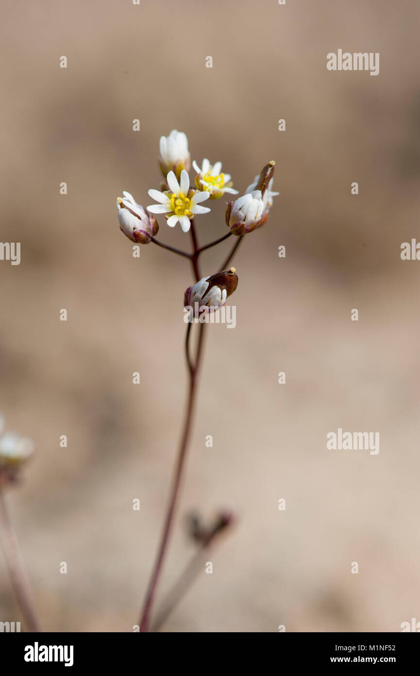 Spring draba hi-res stock photography and images - Alamy