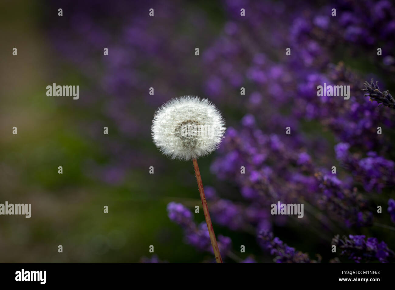 A wild dandelion flower growing in a field of herbal lavender plants at ...