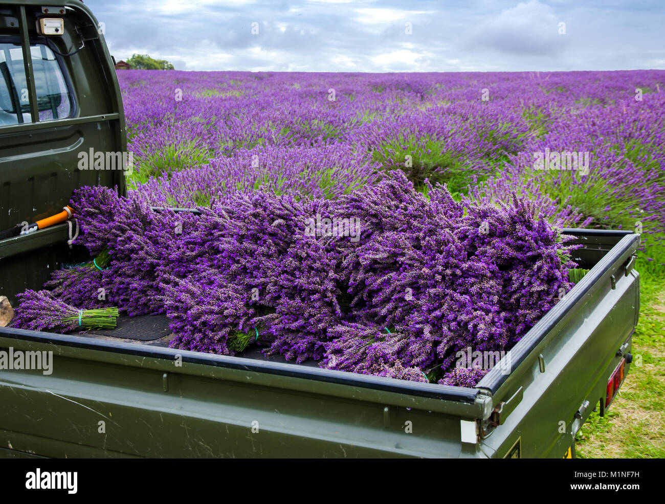 Freshly harvested herbal lavender in the flat bed of a pick up truck at ...