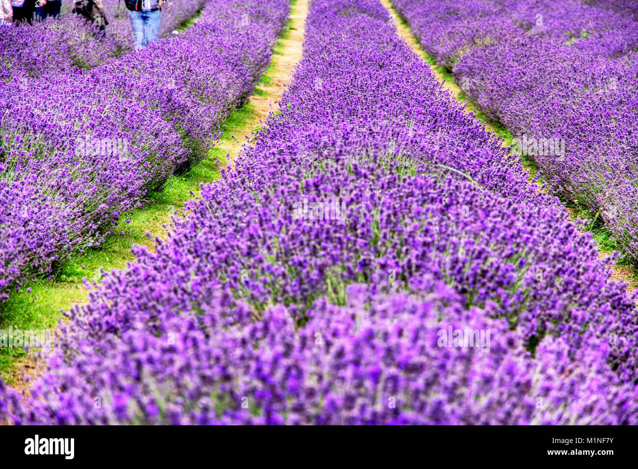 People walking through rows of flowering, blooming lavender plants at ...