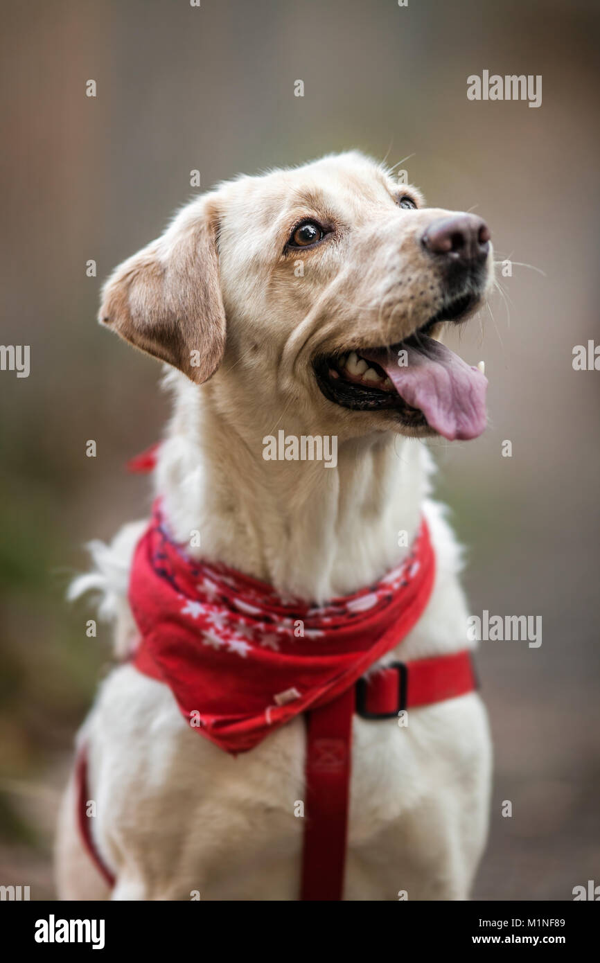 Adorable Purebred Labrador Retriever, Close up Portrait Stock Photo - Alamy