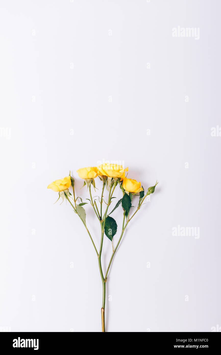 Vertical image of small yellow roses on a white background Stock Photo ...