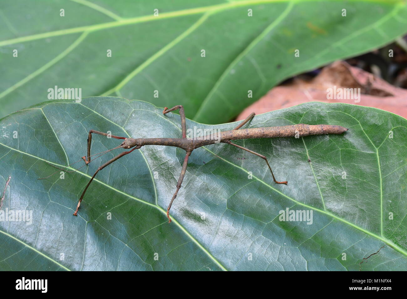 Bugs that look like sticks hi-res stock photography and images - Alamy