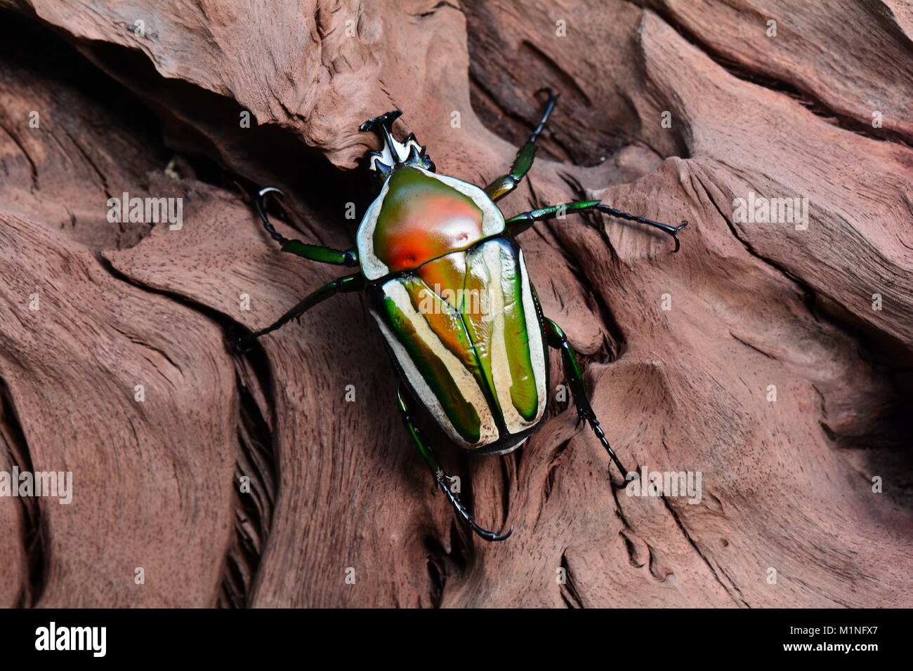 African flower beetle hi-res stock photography and images - Alamy
