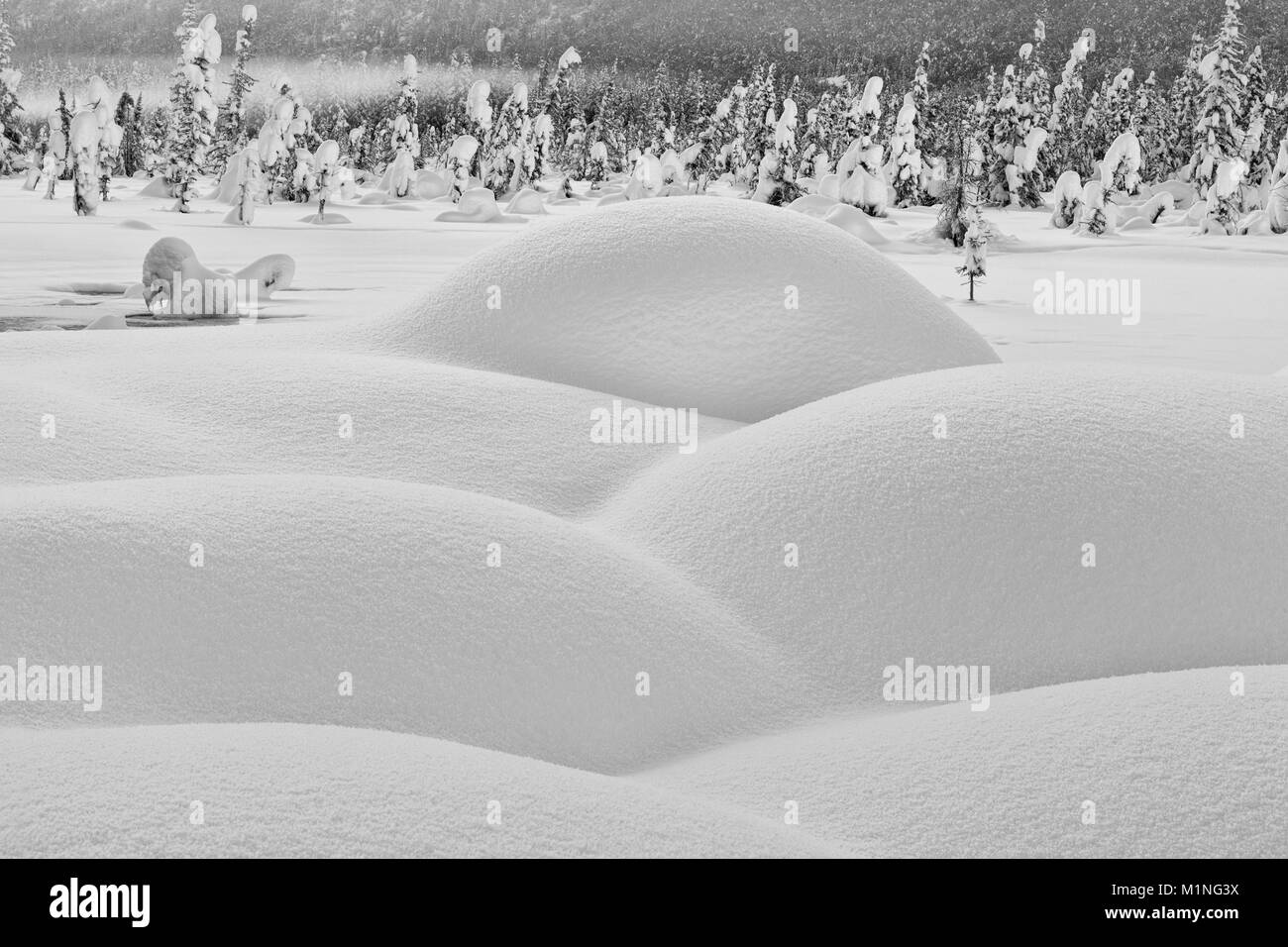 Deep snow surrounding the hot springs with boreal forest in background ...