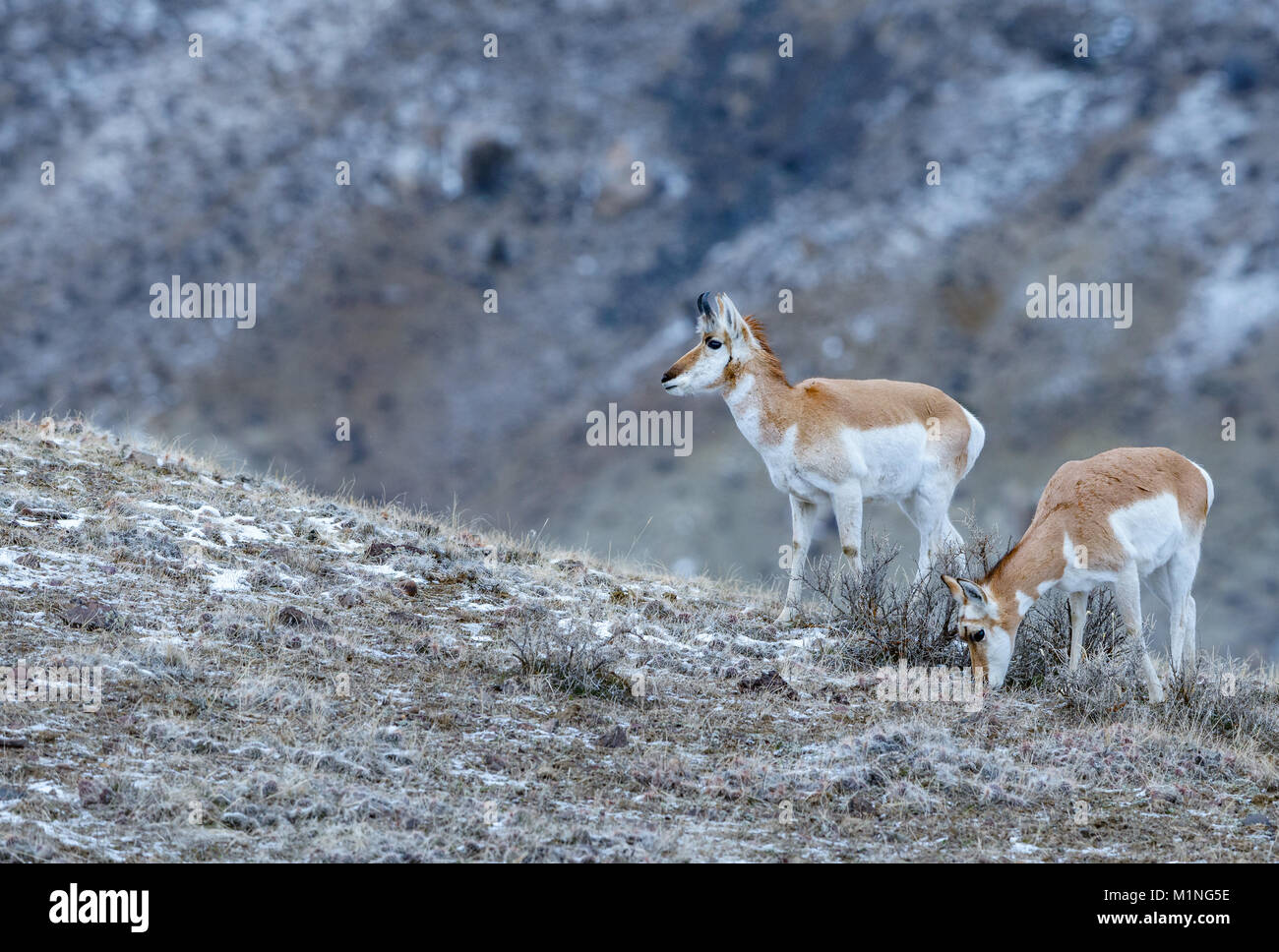 Pronghorn antelope (Antilocapra americana) outside of Gardiner Montana ...
