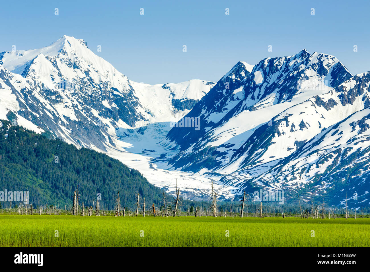 Lush marsh grass contrasts with the ice and snow of Skookum Glacier and ...