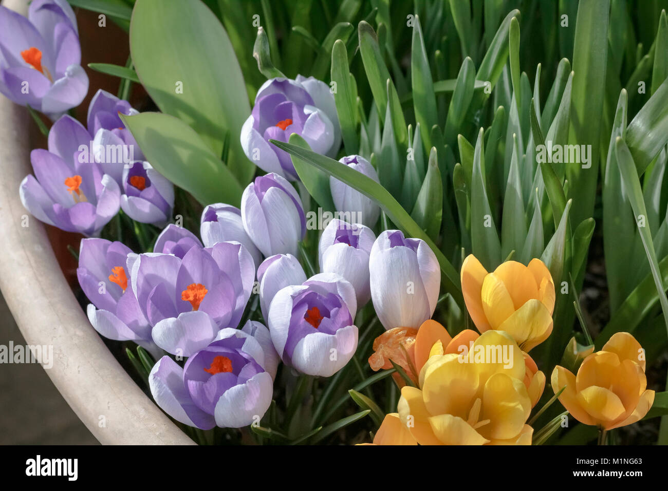 Purple and orange planting hi-res stock photography and images - Alamy