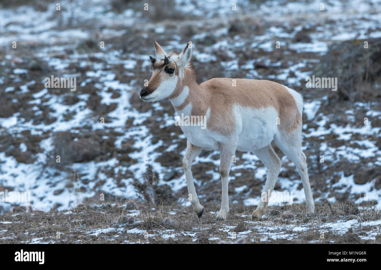 Pronghorn antelope (Antilocapra americana) outside of Gardiner Montana ...