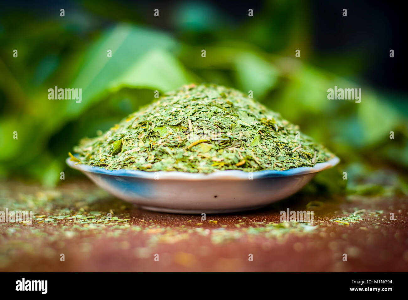 Powder of Indian lilac,Azadirachta indica in a glass plate with its ...