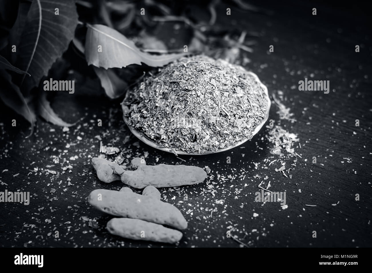 Powder of Indian lilac,Azadirachta indica in a glass plate with its ...