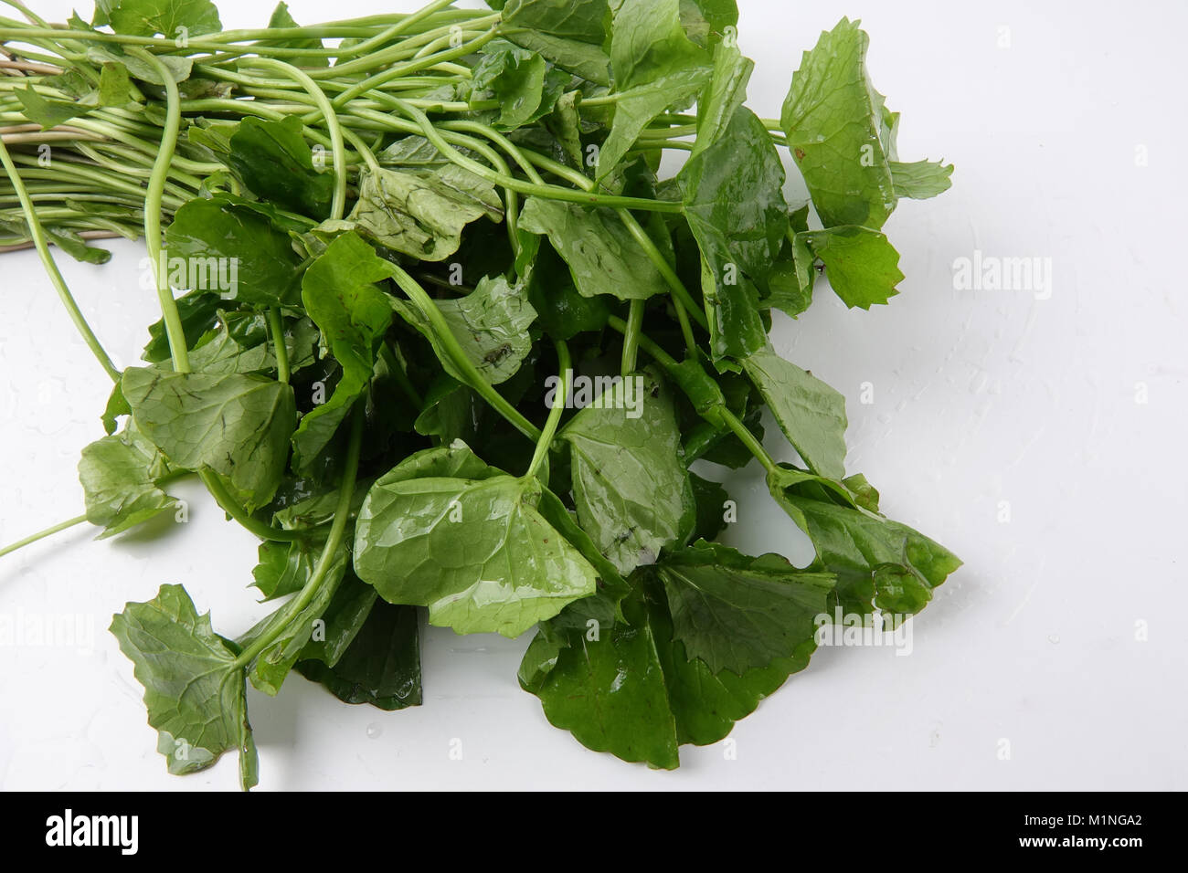 Pennywort isolated on white background Stock Photo - Alamy