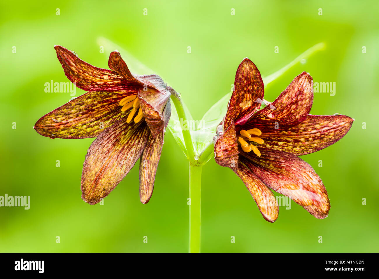 Focus stacking composite of closeup of Chocolate Lily in Arctic Valley ...