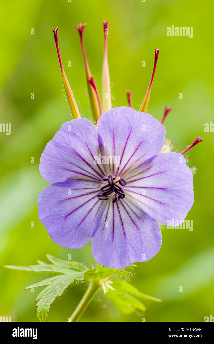 Arctic valley hi-res stock photography and images - Alamy