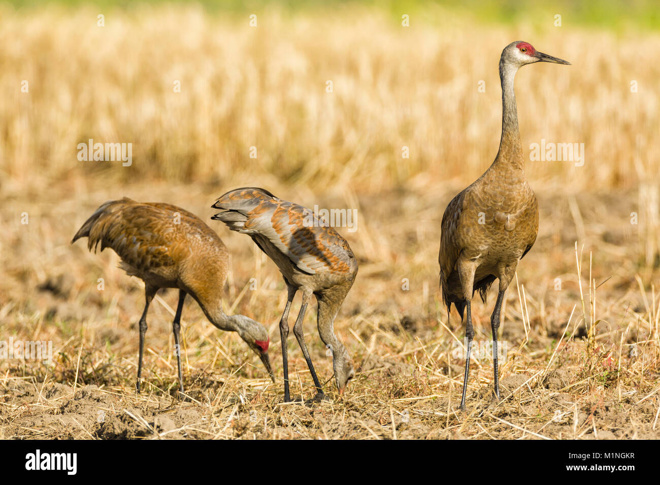 Sandhill crane family hi-res stock photography and images - Alamy