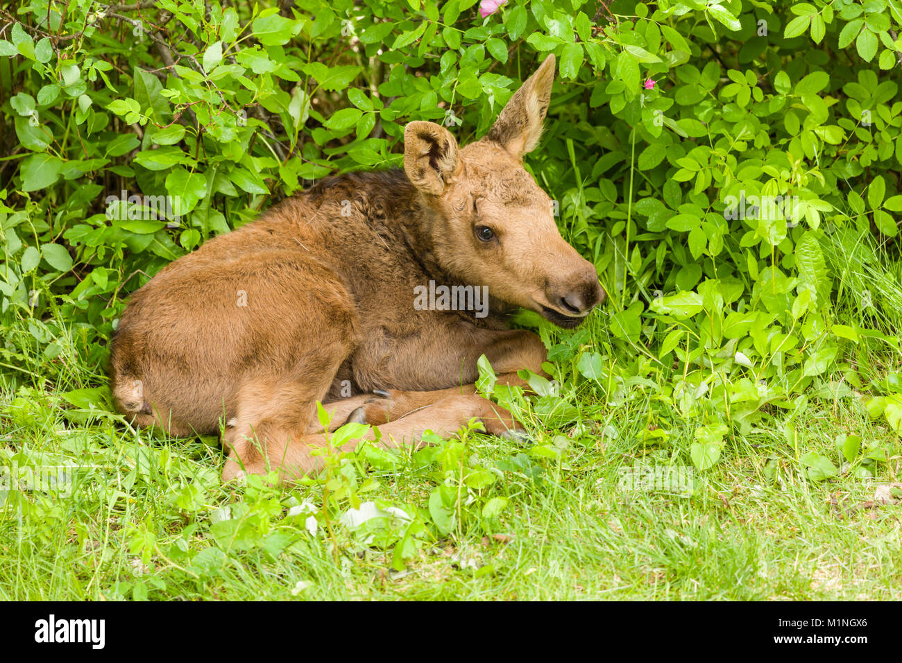 A newborn calf moose (Alces alces) finds rest and refuge from predators ...