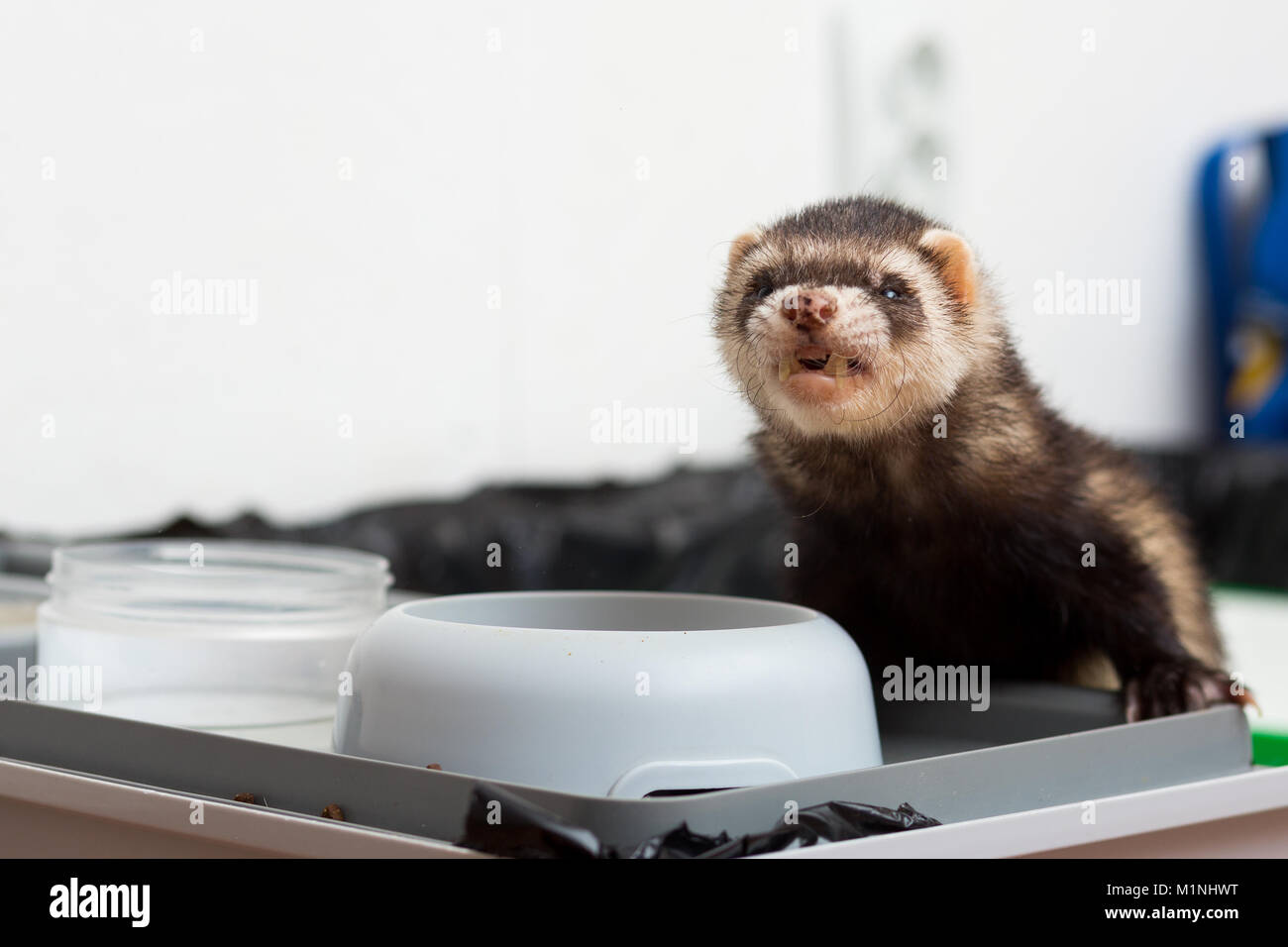 Ferret food hi-res stock photography and images - Alamy