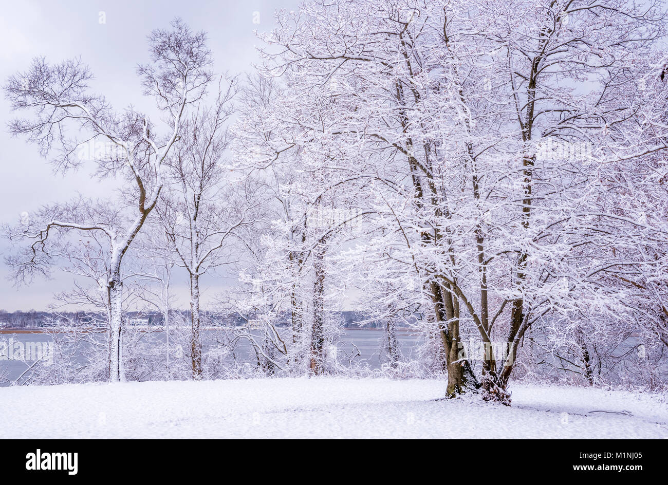 Amazing winter view with beautiful trees covered in snow and river on ...