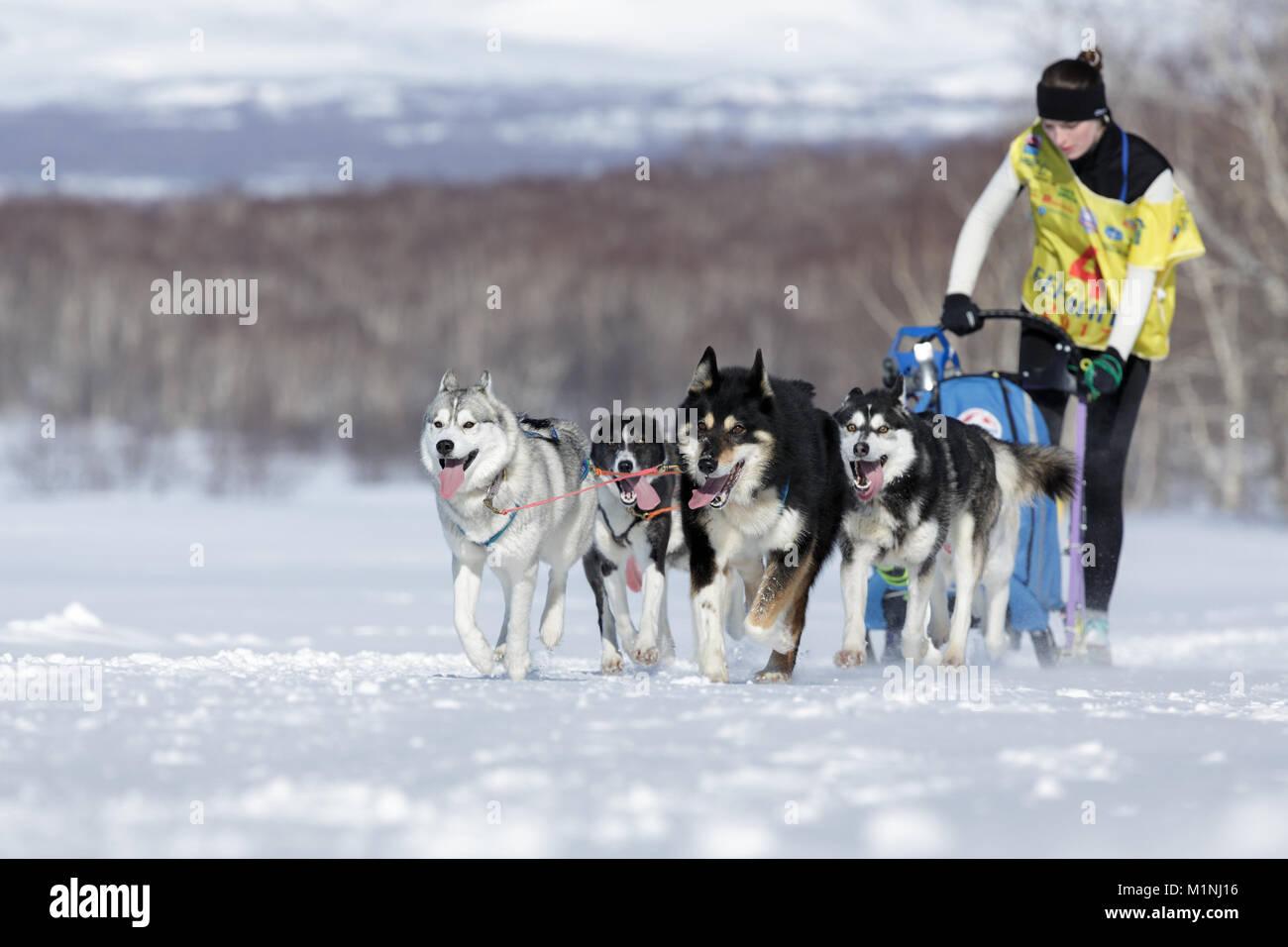 Running sled dog team Kamchatka musher Chiruhina Yulya. Kamchatka Sled ...