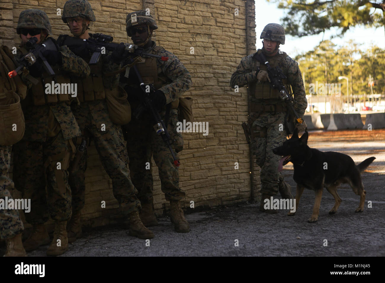 Lance Cpl. Colin Watson, a dog handler with 2nd Law Enforcement ...
