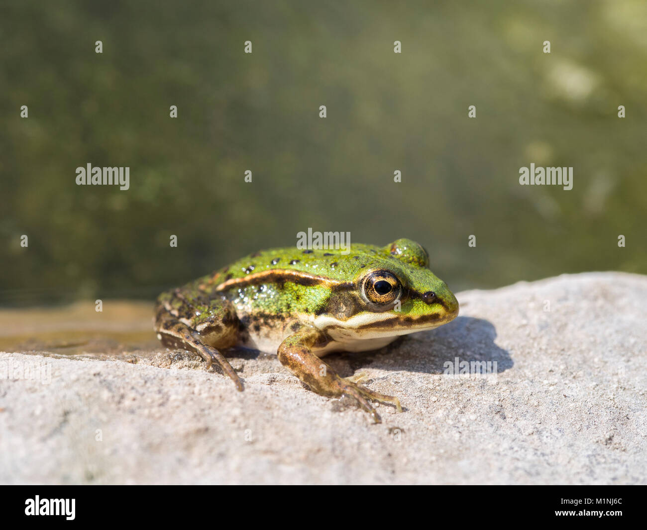 Common frog, Rana temporaria Stock Photo - Alamy