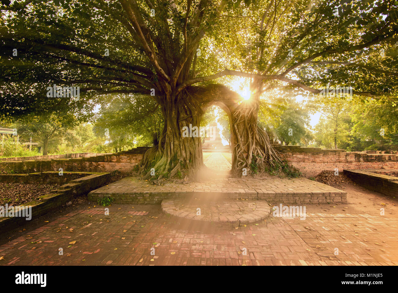 Unseen nature hi-res stock photography and images - Alamy