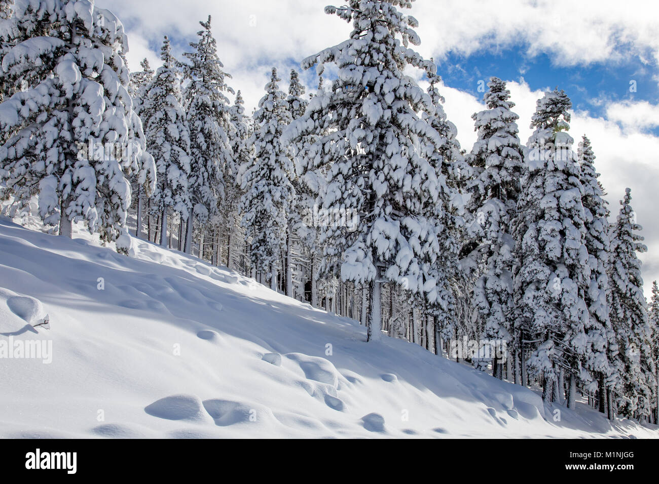 Beautiful winter. Season. Nature Stock Photo - Alamy