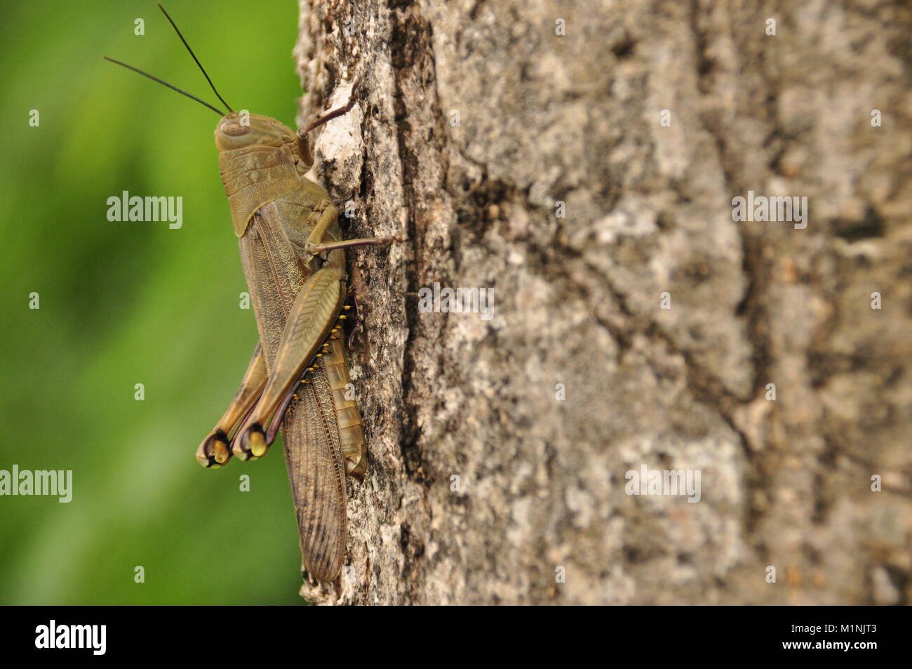 Locusts, insect sitting on a tree in the jungle. Indonesia, Java Stock ...