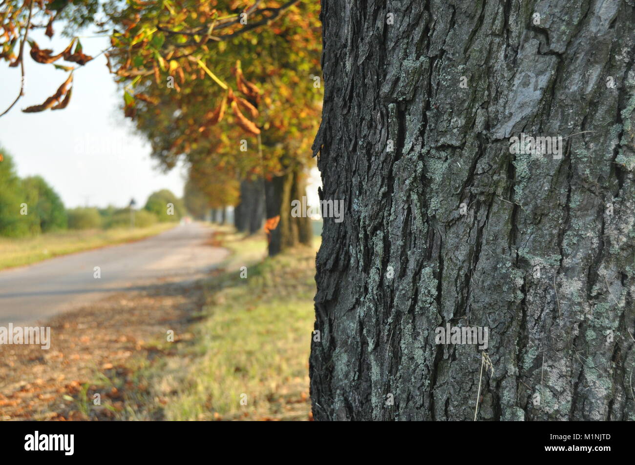 Spreading chestnut tree hi-res stock photography and images - Alamy