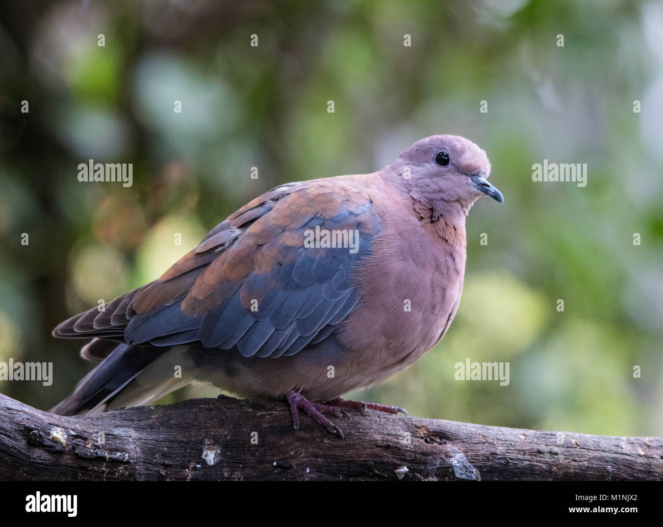 Background images of south africa hi-res stock photography and images ...