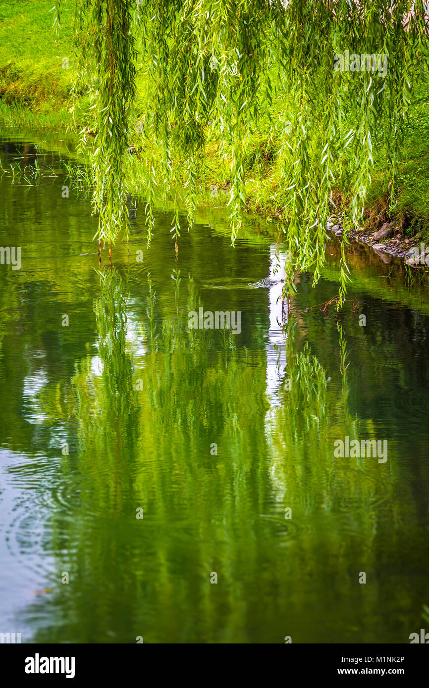Weeping Willow Tree And Water High Resolution Stock Photography and ...