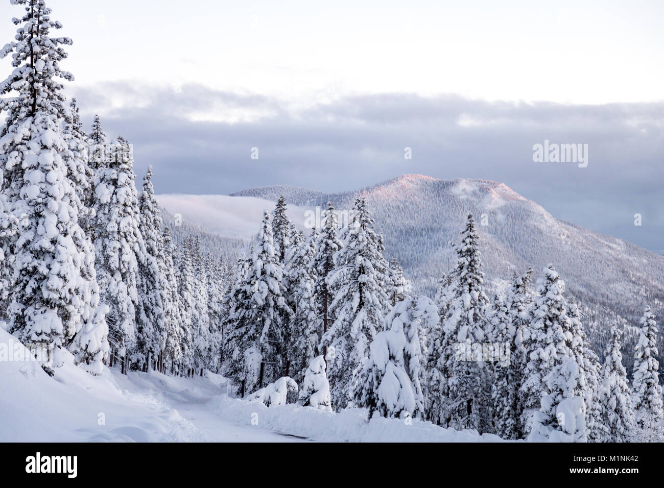 Beautiful winter. Season. Nature Stock Photo - Alamy
