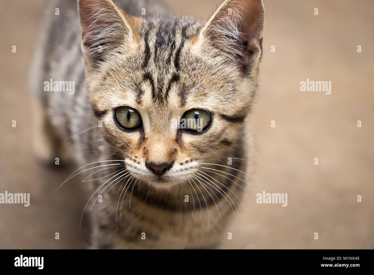 Face of a young stray cat close-up Stock Photo - Alamy