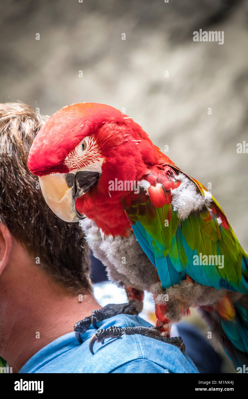 One bright colored parrot sits on the shoulder close up Stock Photo - Alamy