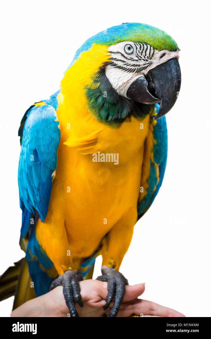Parrot On Shoulder High Resolution Stock Photography and Images - Alamy