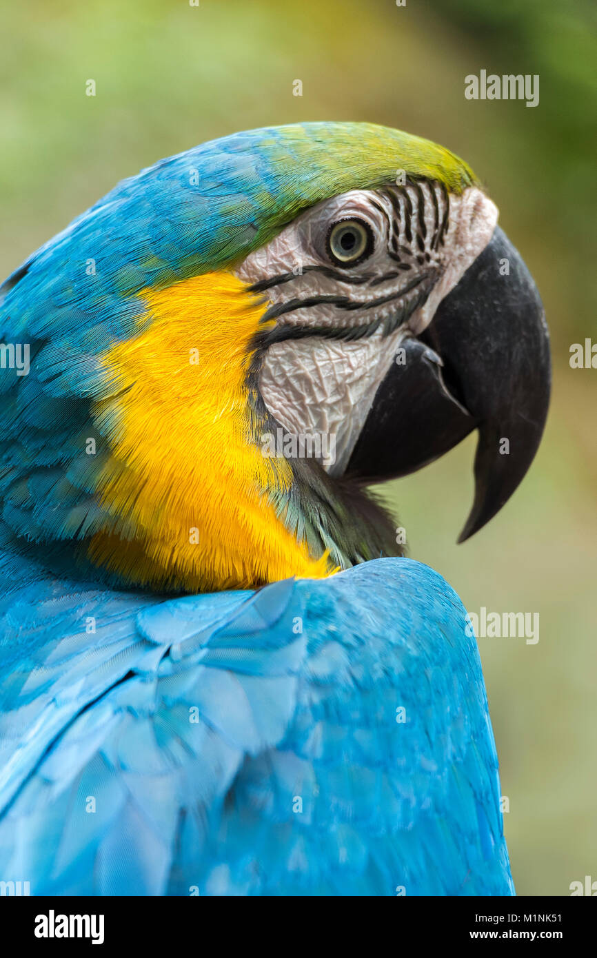 One bright colored parrot sits on the shoulder close up Stock Photo - Alamy