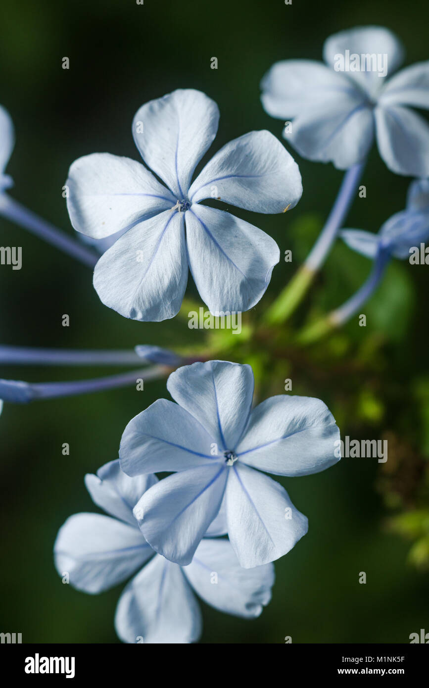 Light blue striped Plumbago auriculata or Leadwort flowers showing ...