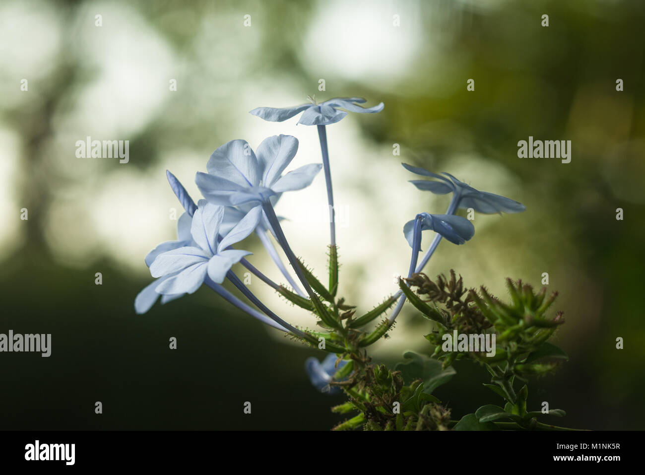 Plumbago Flowers Stock Photos & Plumbago Flowers Stock Images - Alamy