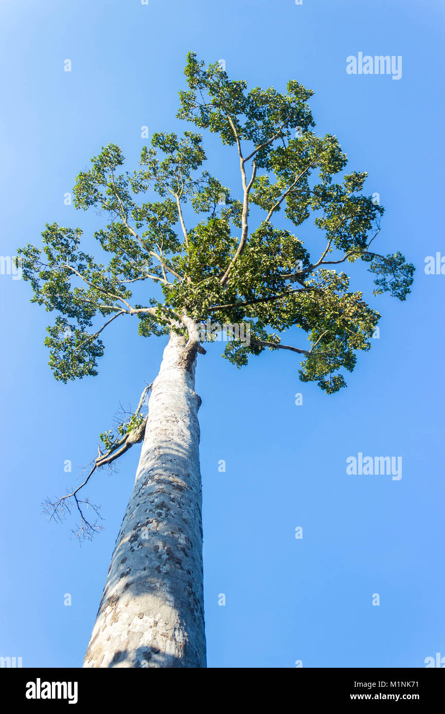 Under view of big tree with blue sky background Stock Photo - Alamy