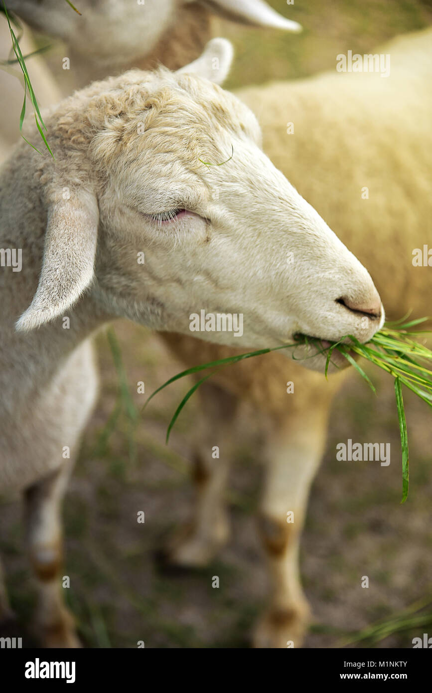 Sheep Eating Grass Stock Photo - Alamy