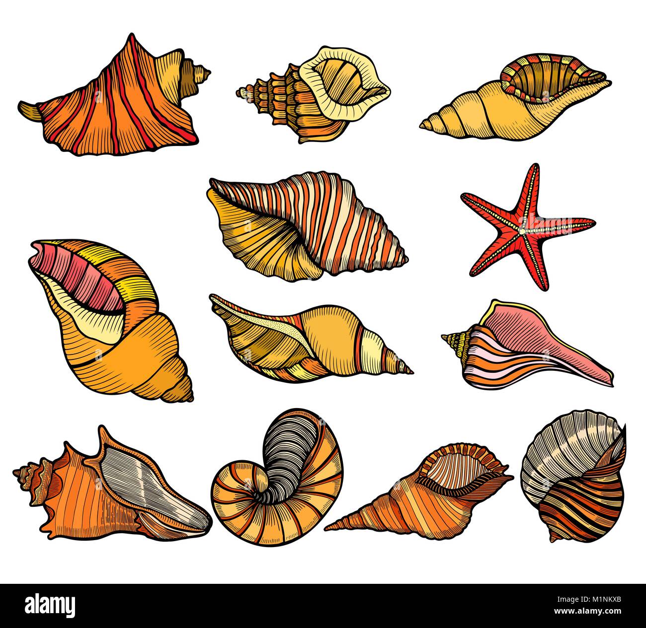 Sea shell. Set color engraving vector vintage illustrations. Isolated ...